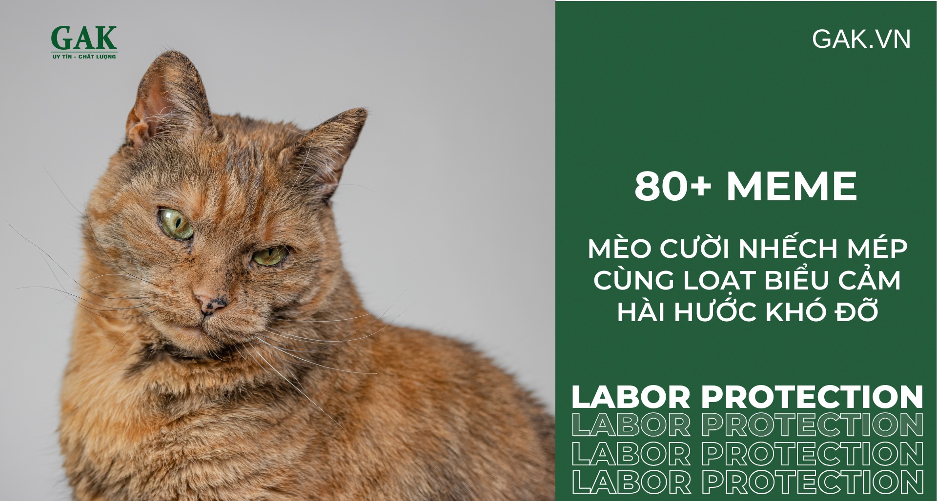 80+ Meme mèo cười nhếch mép, cùng loạt biểu cảm hài hước khó đỡ | Công ...